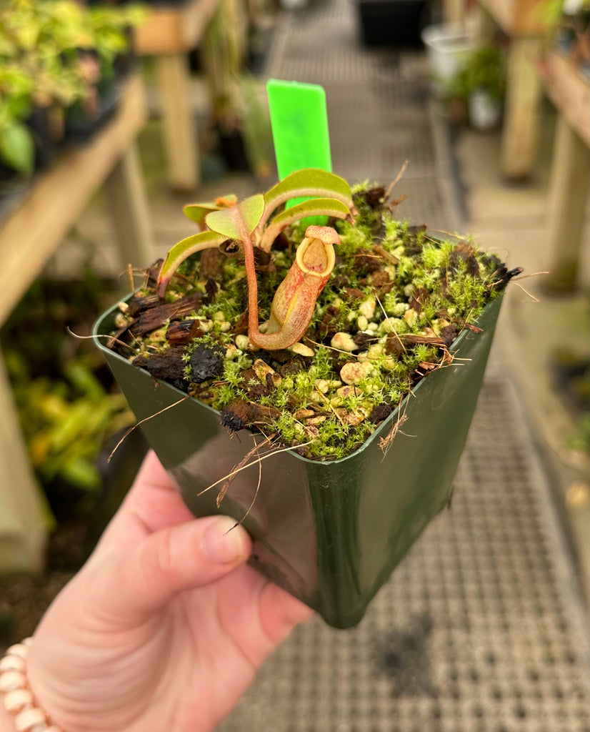 Nepenthes petiolata x veitchii BE-4047