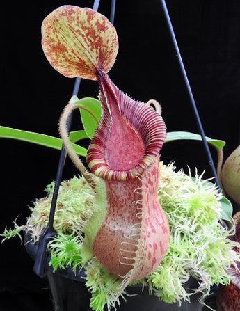 Nepenthes hamata (Tambusisi) x veitchii (Bario) BE-3943 *PRE-SALE*