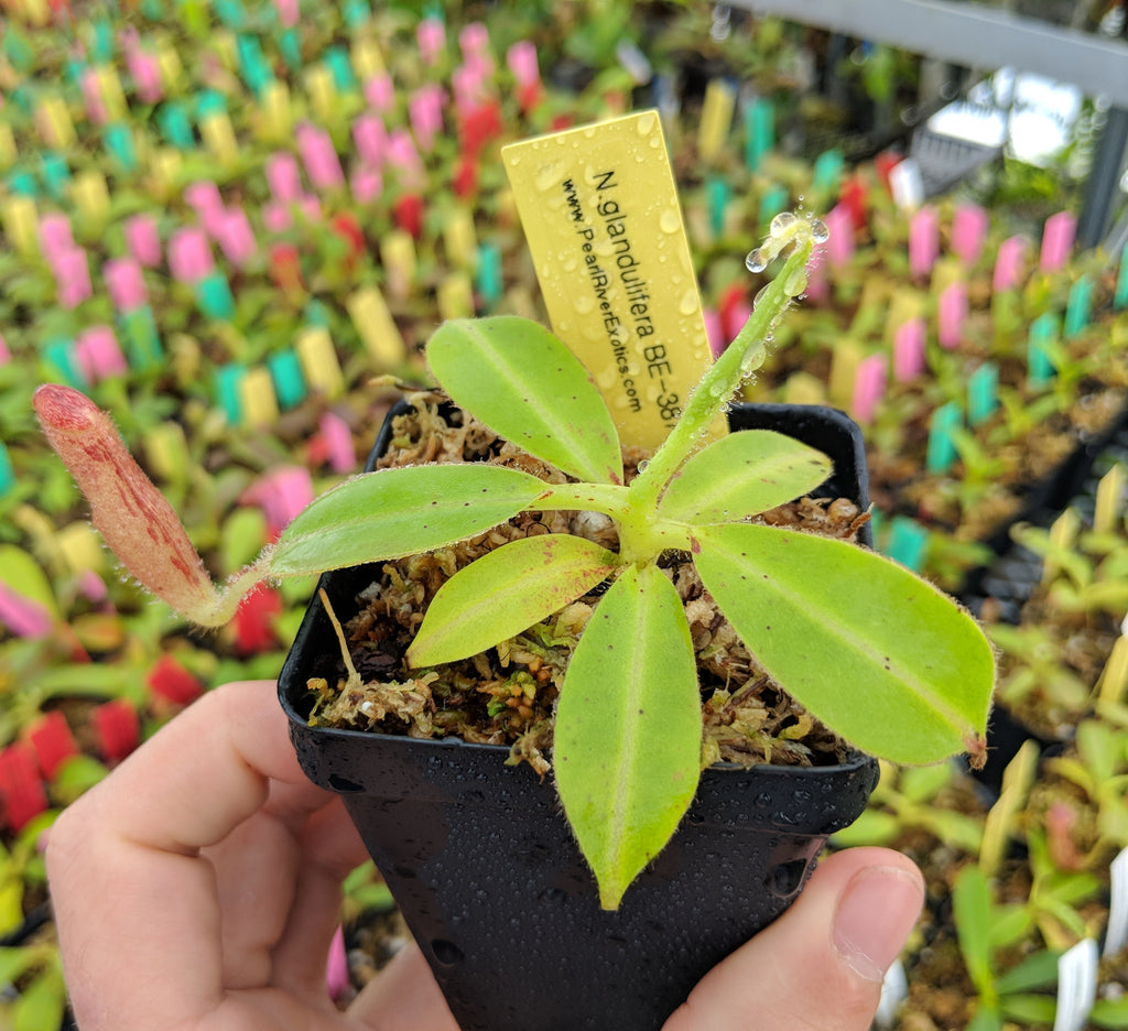 Nepenthes Rajah Seedling